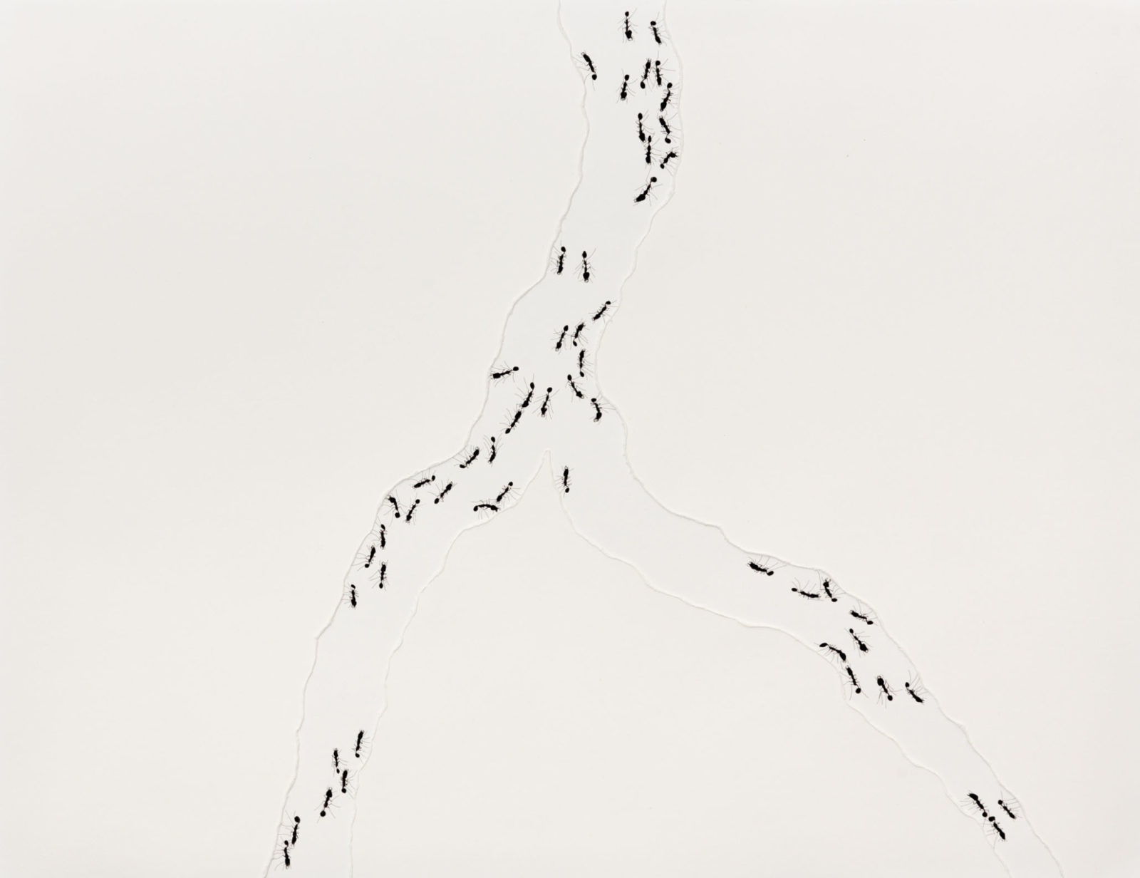 The Drawing Center: In Conversation: Catherine Chalmers, Barrett Klein ...